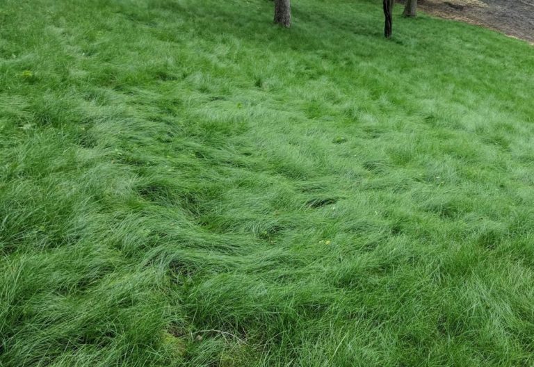 Zoysia vs Bermuda Grass: Which is The Best for Your Lawn?