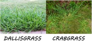 Dallisgrass vs Crabgrass: Key Differences - Turf&Till