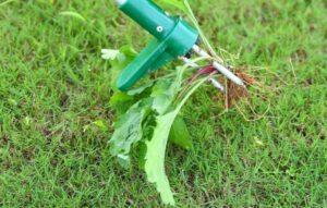 6 Best Weed Popper & Pullers [Lawn Pros Use] - Turf and Till