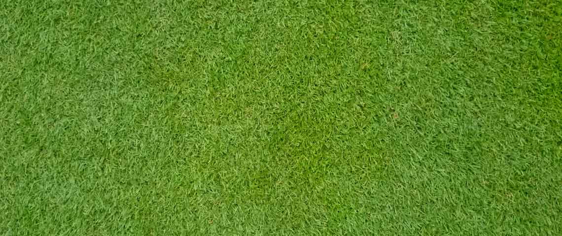 Popular Types of Bermuda Grass Explained - Turf&Till